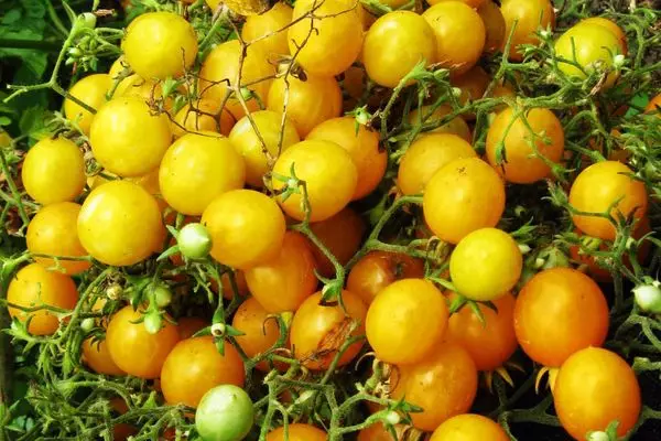 Crichelnous Tomaten