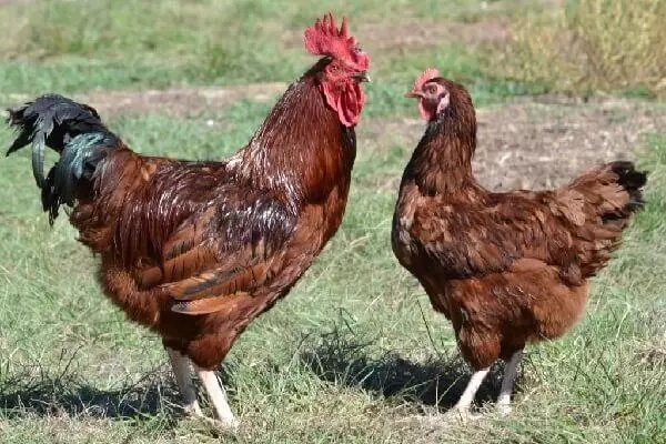 Piletina i Petushok