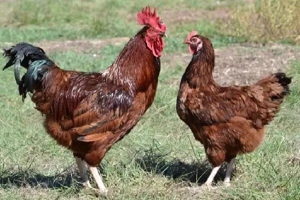 Pollo y Petushok.