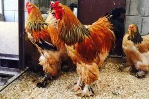 Descrición das 14 maiores razas de galiñas e as regras para o contido de grandes aves