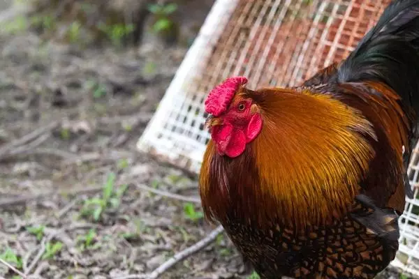 Gallo adulto