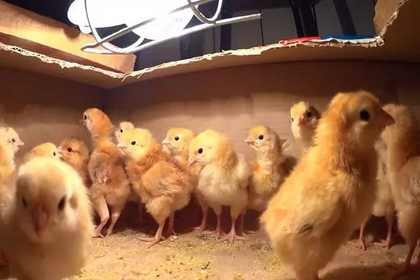 Hühner in der Box