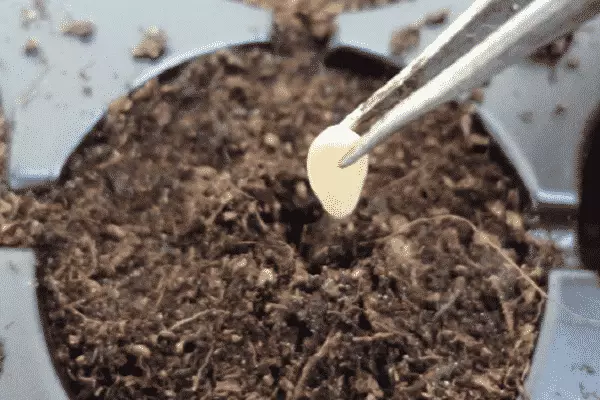 Pinzets s semenom