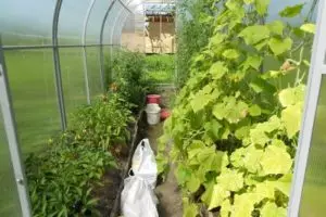 Είναι δυνατόν να φυτευτούν πιπεριές και αγγούρια σε ένα θερμοκήπιο