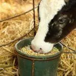 Hur man matar en ko efter kalvning: Dramed av kost hemma 5447_3