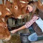 在产犊后如何喂养牛：在家里送饮食 5447_4