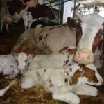 Hur man matar en ko efter kalvning: Dramed av kost hemma 5447_8