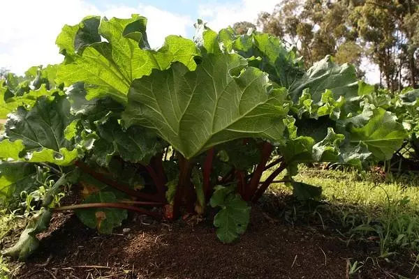 Schneid vum Rhubarb: Schrëtt-By-Step Rezepter fir Kachen mat Zocker an ouni ze kachen