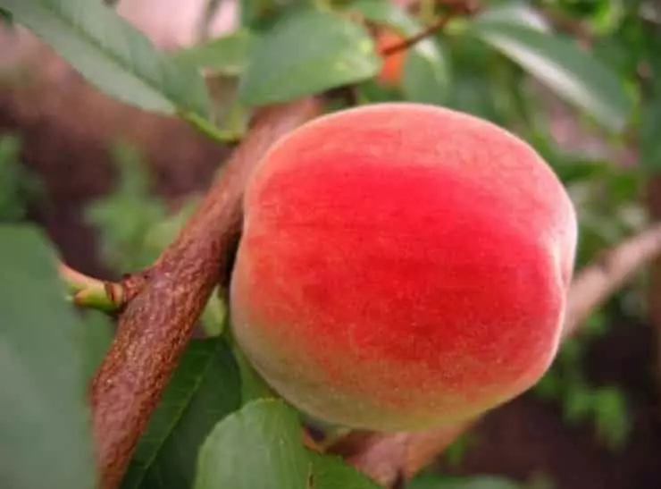 Peach kula