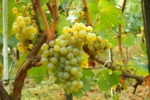 Descrición das uvas de froitas das uvas de Solyaris e as súas características, pros e contras