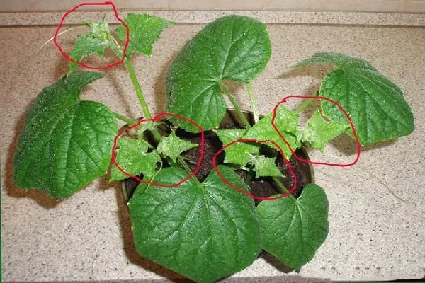 Txais Cucumbers