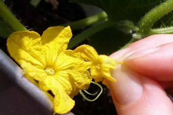 Tsarin yana pollinated
