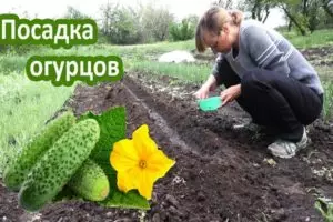 Оё мумкин аст, ки бодирингро дар Сегона гузоред ва он чизе, ки бояд ба тақвими миллӣ зарур бошад