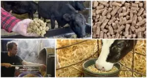 Ceea ce se zdrobeste bere, argumente pro și contra de aplicare ca hrană pentru bovine