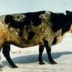 Kumaha miara sapi: Pangropéa di bumi kanggo pamula 5457_14