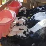 गाय की देखभाल कैसे करें: शुरुआती लोगों के लिए घर पर रखरखाव 5457_4