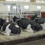 Kako se brinuti za kravu: održavanje kod kuće za početnike 5457_7
