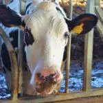 Cách chăm sóc con bò: Bảo trì tại nhà cho người mới bắt đầu 5457_9