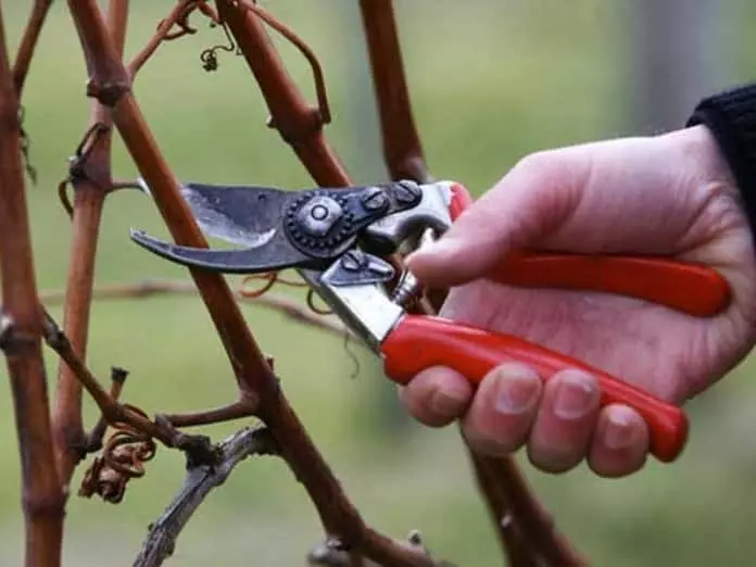 Pruning Grapes