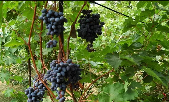 Amur Grapes.