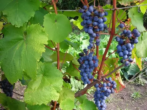 Amur Grapes.