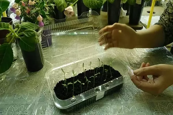 Seedlings ਉਗ