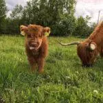البقرة الاسكتلندية: تولد الوصف والخصائص، رعاية المرتفعات 5464_11