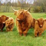 البقرة الاسكتلندية: تولد الوصف والخصائص، رعاية المرتفعات 5464_4