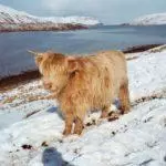 Skót tehén: fajtájának leírása és jellemzői, Highland Care 5464_5