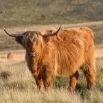 Skót tehén: fajtájának leírása és jellemzői, Highland Care 5464_6