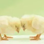 Per què els pollastres es piquen a la sang: què fer, símptomes i tractament del canibalisme 5467_1