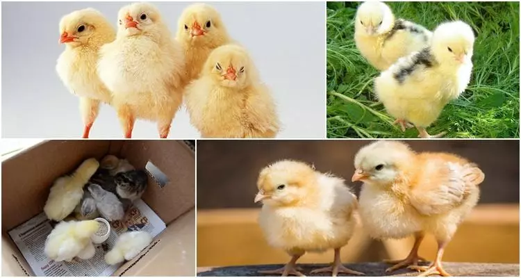 Pourquoi les poulets te picorent mutuellement à quoi faire
