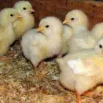 Hvorfor kyllinger peker hverandre til blod: Hva å gjøre, symptomer og behandling av kannibalisme 5467_6