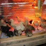 Hvorfor kyllinger peck hinanden til blod: hvad skal man gøre, symptomer og behandling af kannibalisme 5467_7