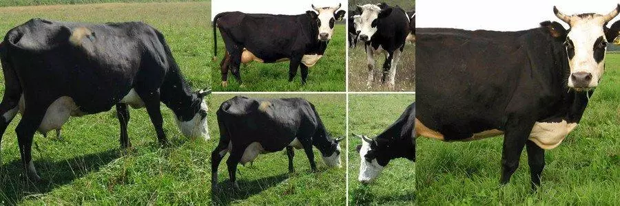 Yaroslavl-ras van koeien