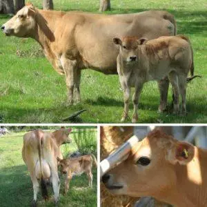 Beschrijving en kenmerken van het Jersey-ras van koeien, voor- en nadelen CRS