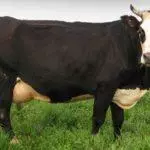 Yaroslavl Cow Breed: Description and Ciri-ciri, Kebaikan dan Kekurangan 5469_4