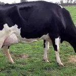 Yaroslavl Cow Breed: Beskrivning och egenskaper, Fördelar och nackdelar 5469_7