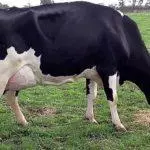 Yaroslavl Cow Breed: Description and Ciri-ciri, Kebaikan dan Kekurangan 5469_7