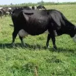 Yaroslavl Cow Breed: Beskrivning och egenskaper, Fördelar och nackdelar 5469_8