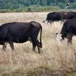 Yaroslavl Cow Breed: Beskrivning och egenskaper, Fördelar och nackdelar 5469_9