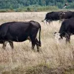 Yaroslavl Cow Breed: Description and Ciri-ciri, Kebaikan dan Kekurangan 5469_9