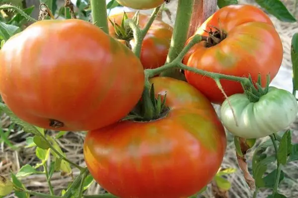 Tomate în Teplice