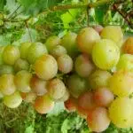 Виноград Русман: әртүрлілік және сипаттамалардың сипаттамасы, қону және өсіру 5474_1