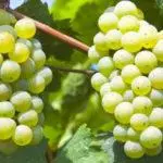 Vinograd RUSMAN: Opis sorte in značilnosti, pristanek in rast 5474_2