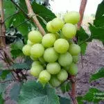 Виноград Русман: әртүрлілік және сипаттамалардың сипаттамасы, қону және өсіру 5474_3