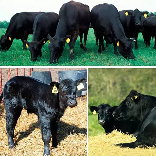 Maitinimo karvių