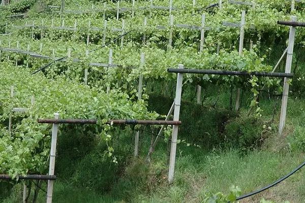 种植葡萄