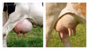 What forms of udder come from cows and how many nipples they have, anatomy of the organ