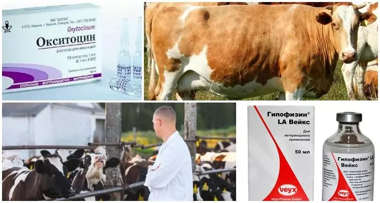 Instrucións de uso para vacas de oxitocina, doses para animais e análogos